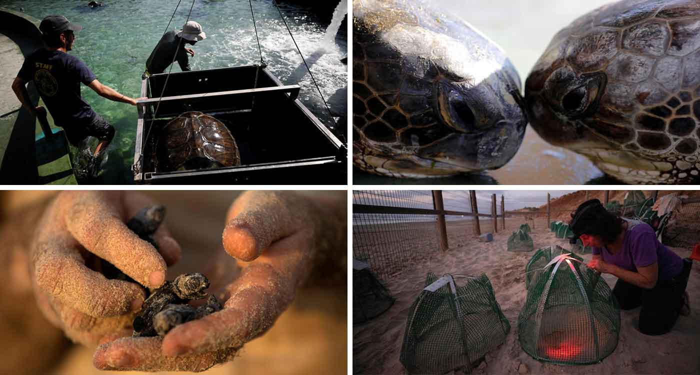 Israel breeds endangered Green Sea Turtles to help save species