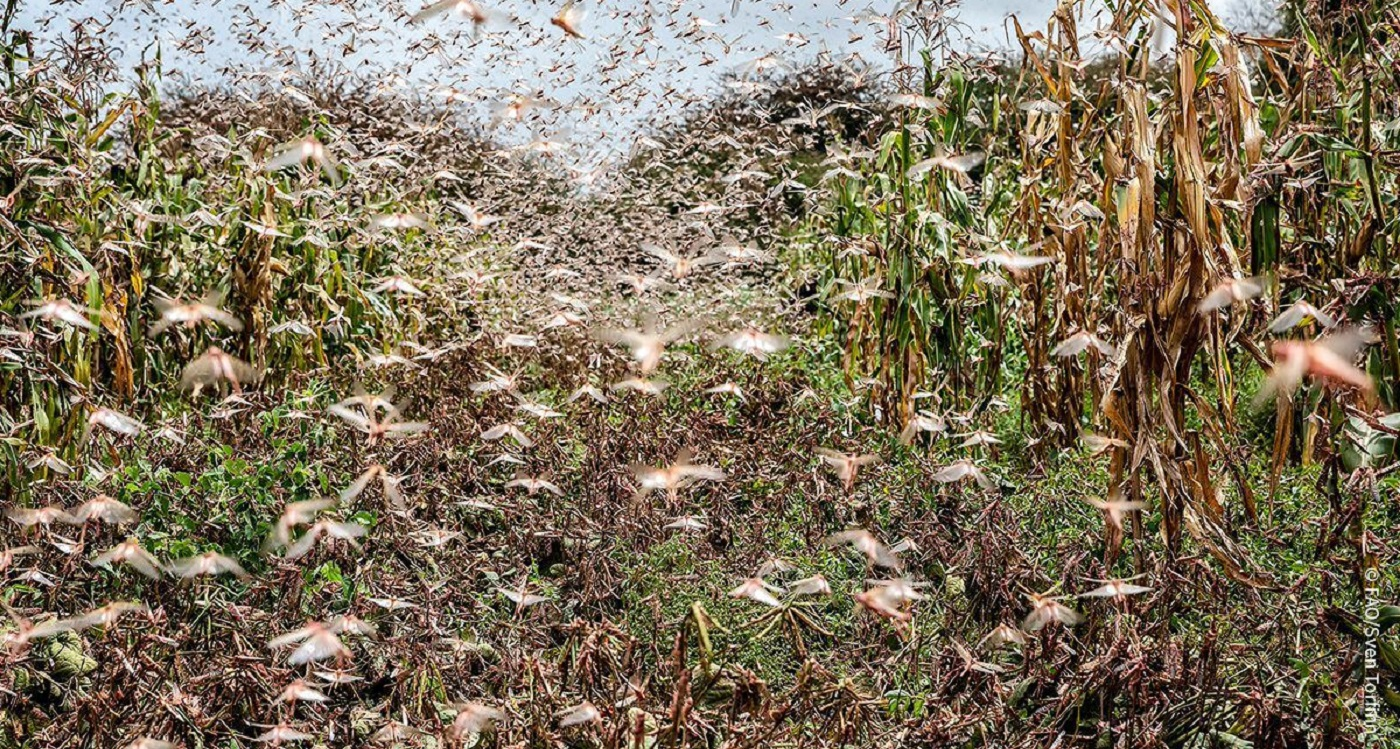 Iran deploys military to combat devastating plague of locusts