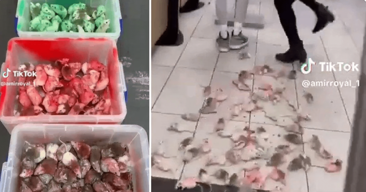 Red paint, mice and threats against Jews - a week of antisemitism in the UK